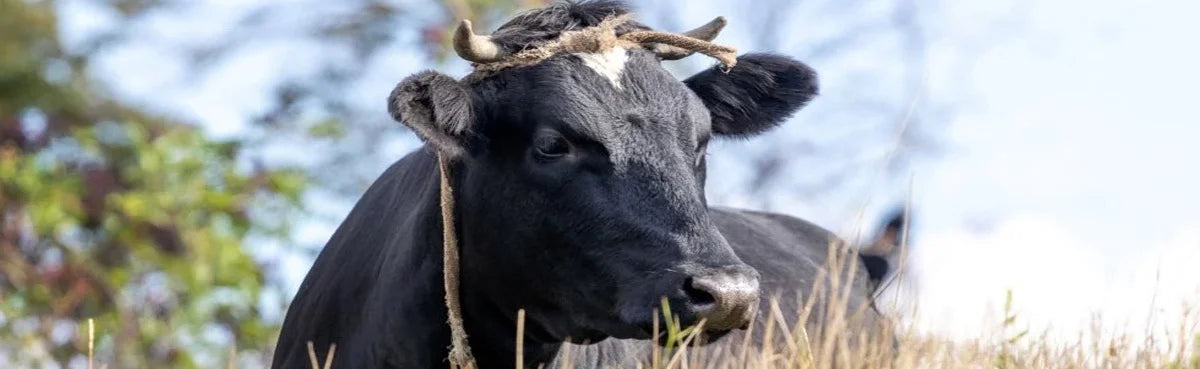 Fever in Cattle: Symptoms, Causes & Treatment Guide – Goel Vet Pharma