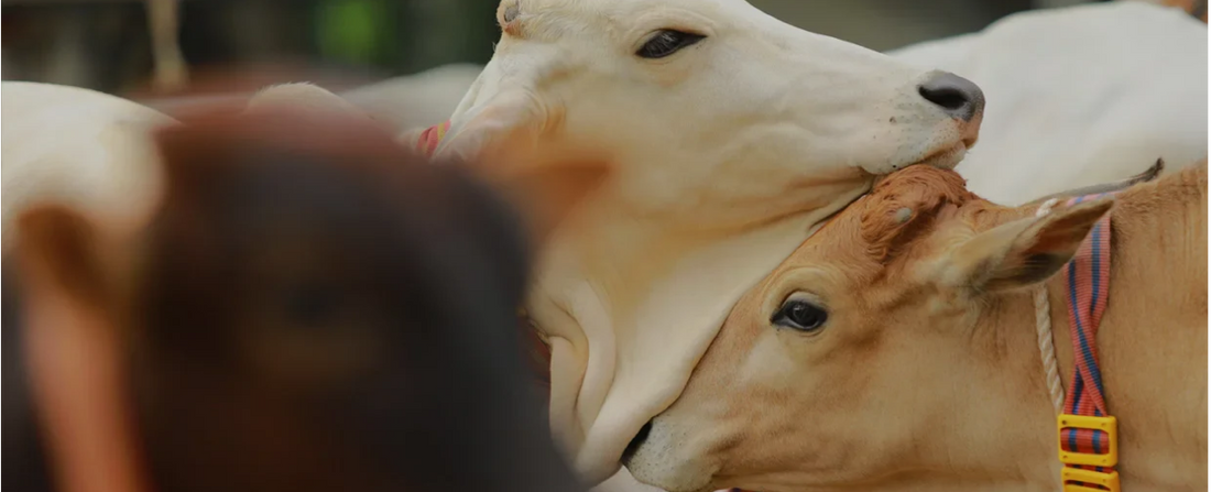 Inflammation, Cracks & Wounds in Cows & Buffaloes – Goel Vet Pharma