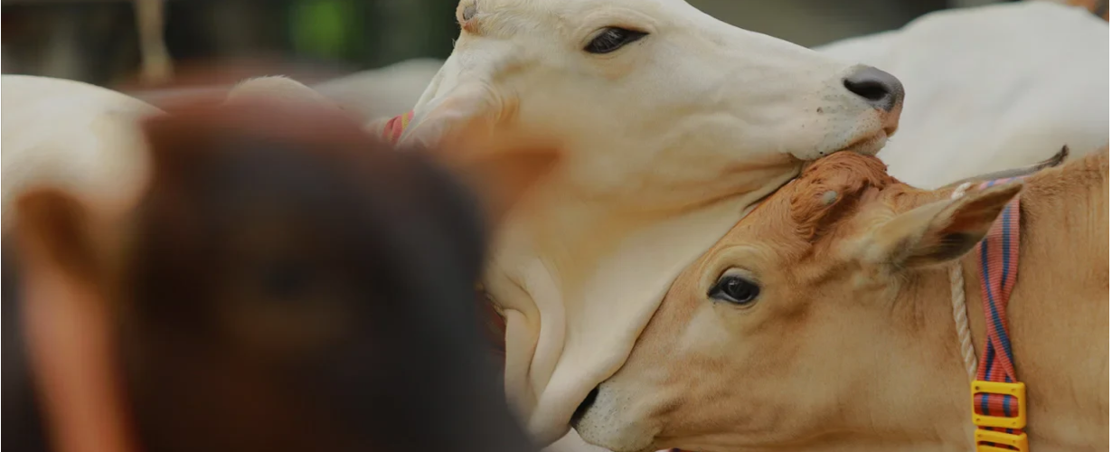 Inflammation, Cracks & Wounds in Cows & Buffaloes – Goel Vet Pharma