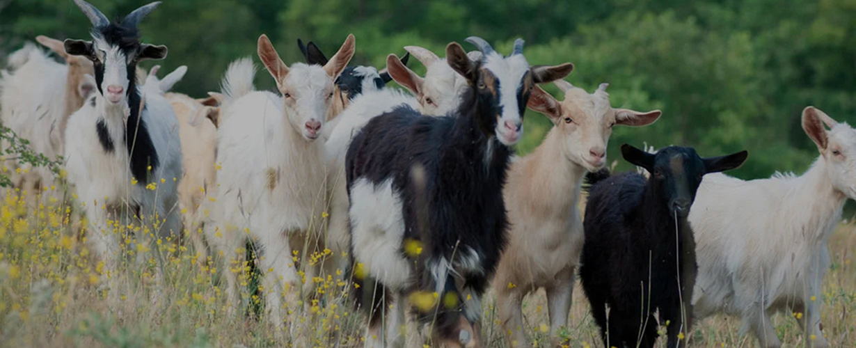 Diarrhea in Sheep & Goats: Causes, Prevention & Treatment – Goel Vet Pharma